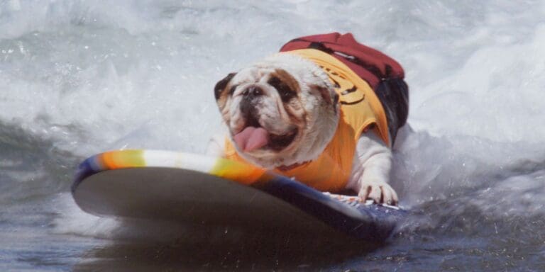 Pet Stars season 1 review - giving animals the social media limelight