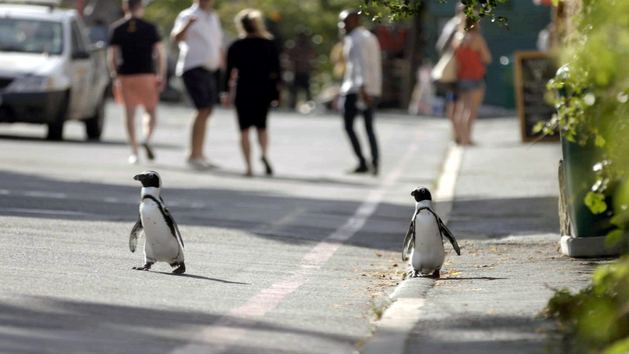 Penguin Town review - a humorous and insightful docuseries