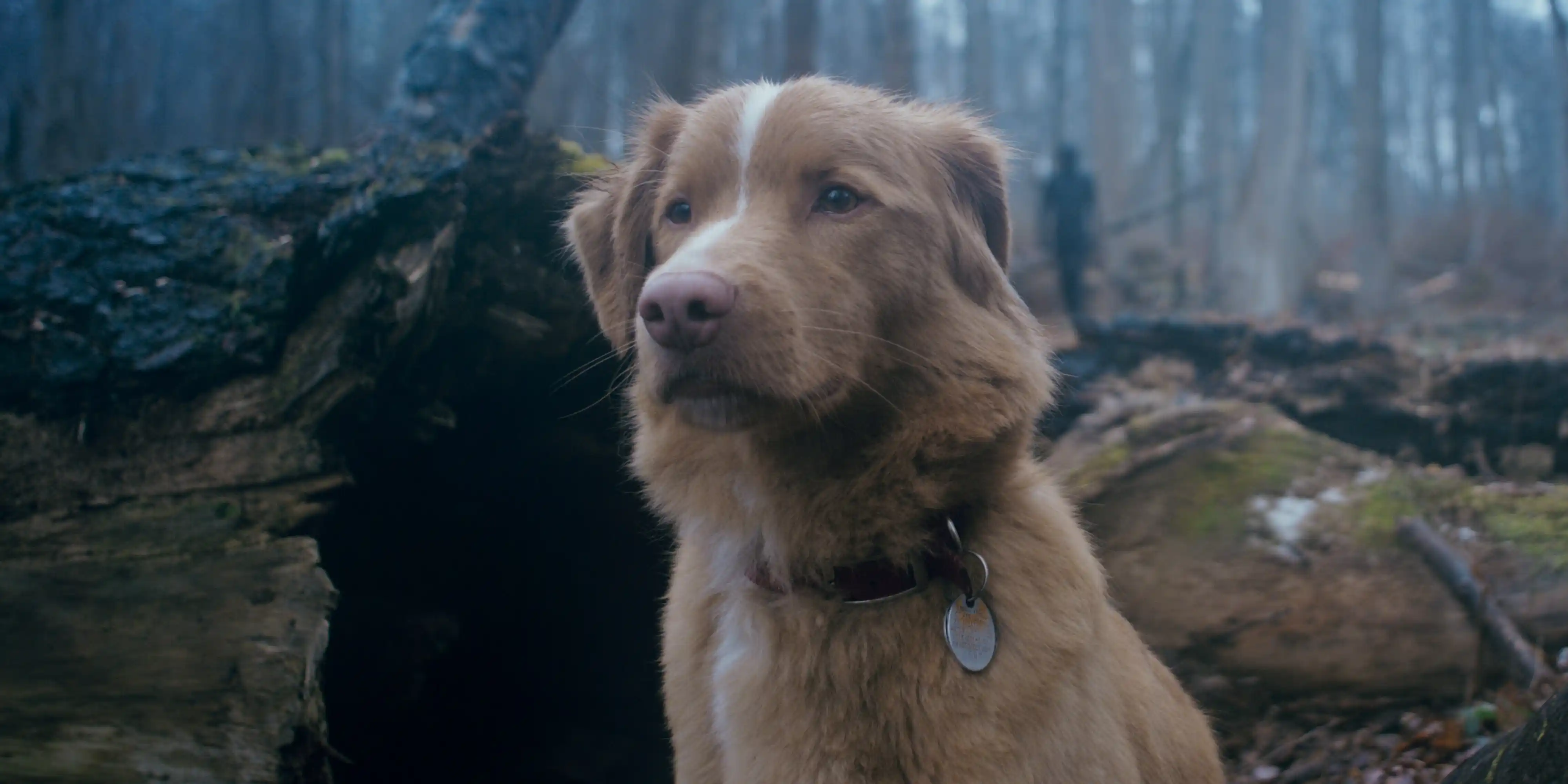 ‘Good Boy’ Ending Explained – Don’t Worry About the Dog